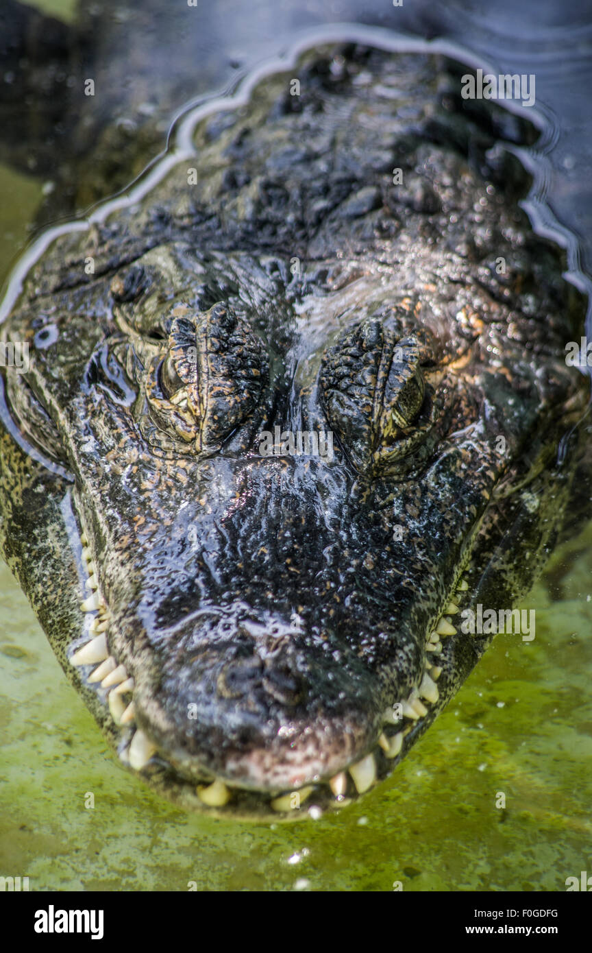 Wild crocodile on river hi-res stock photography and images - Alamy