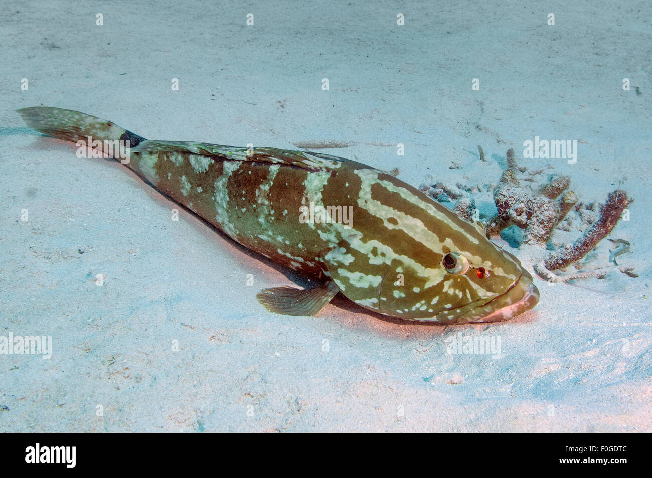 Caribbean grouper fish in sand hi-res stock photography and images - Alamy