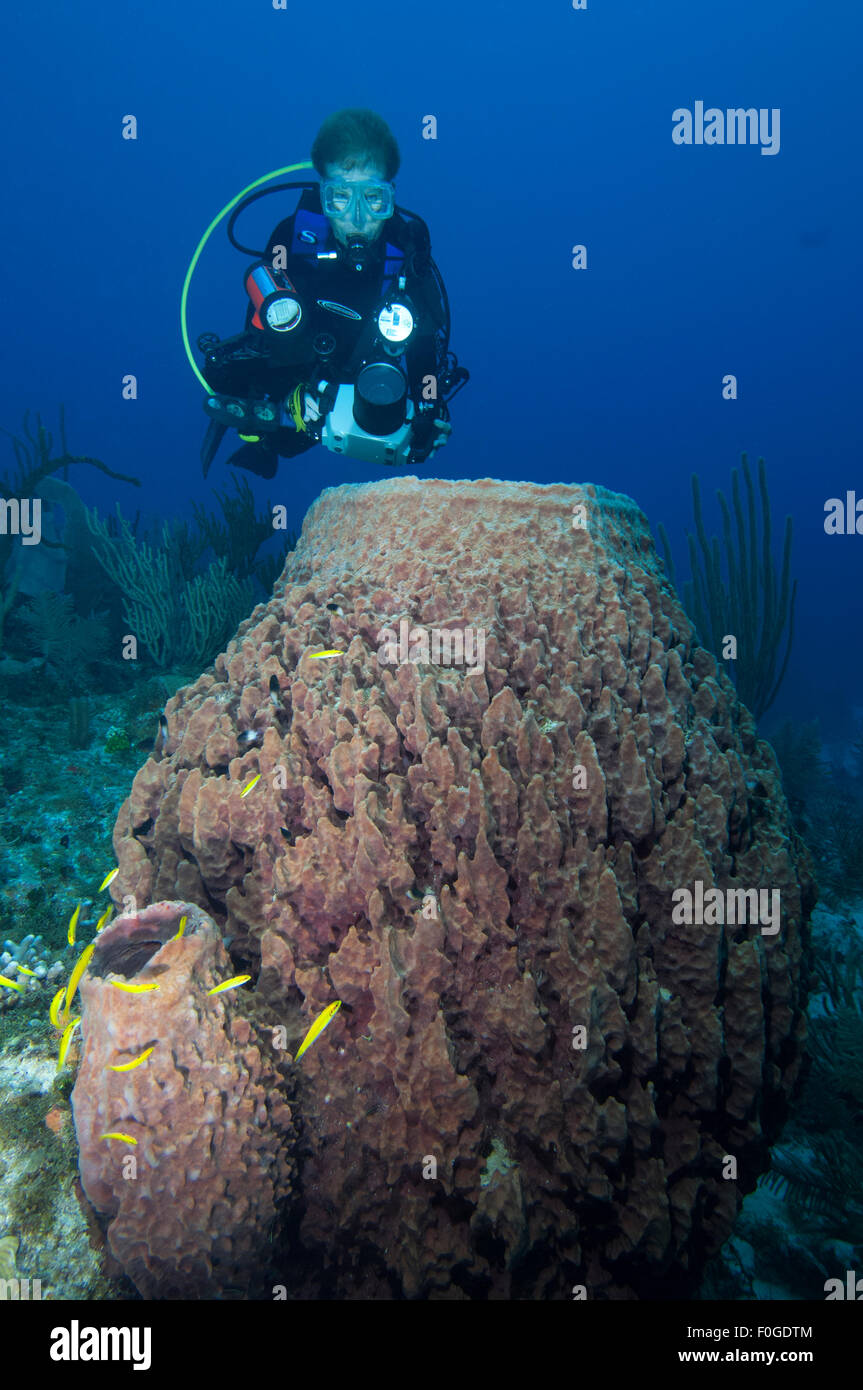 A Giant Barrel Sponge with a female photographer on the wall in Little ...