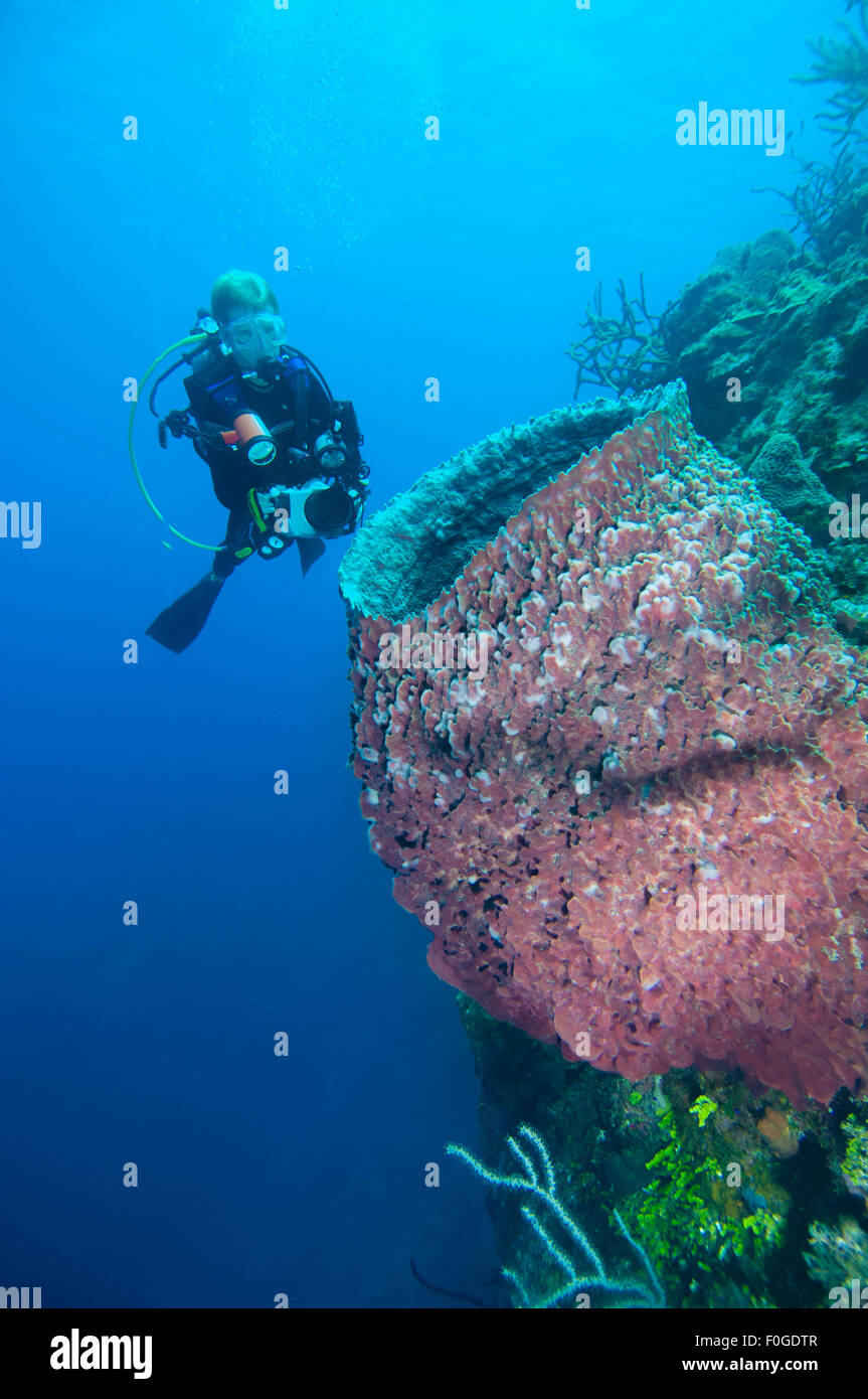 A Giant Barrel Sponge with a female photographer on the wall in Little ...