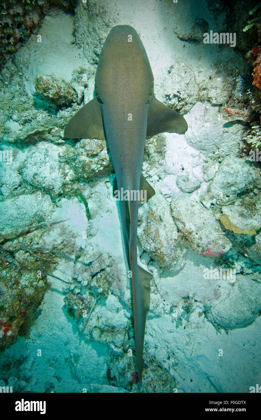 Shark cleaning station hi-res stock photography and images - Alamy