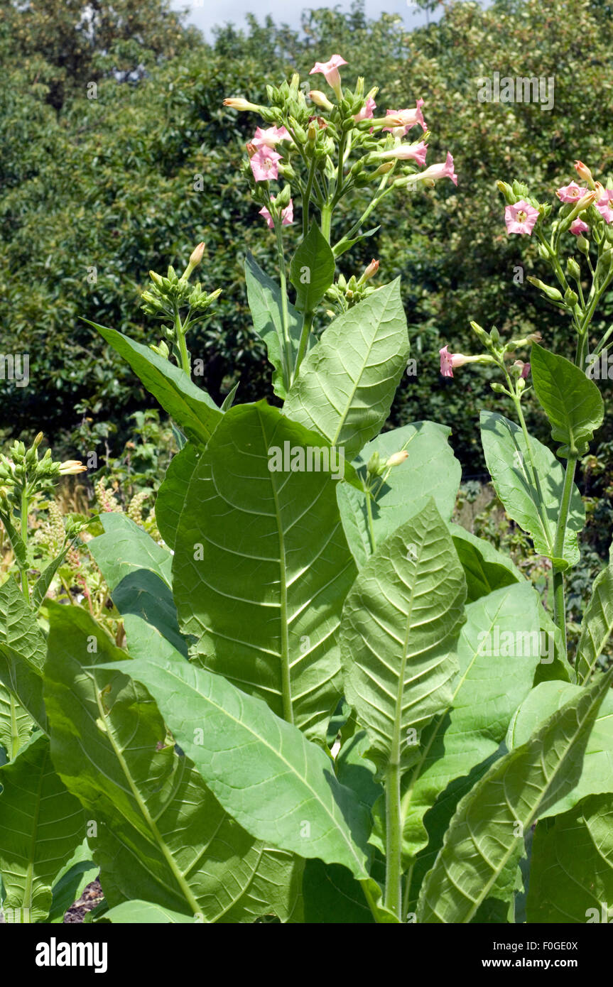 Tabak hi-res stock photography and images - Alamy