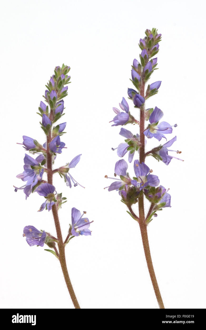 Ehrenpreis; Veronica; Officinalis; Echter; Waldehrenpreis Stock Photo ...