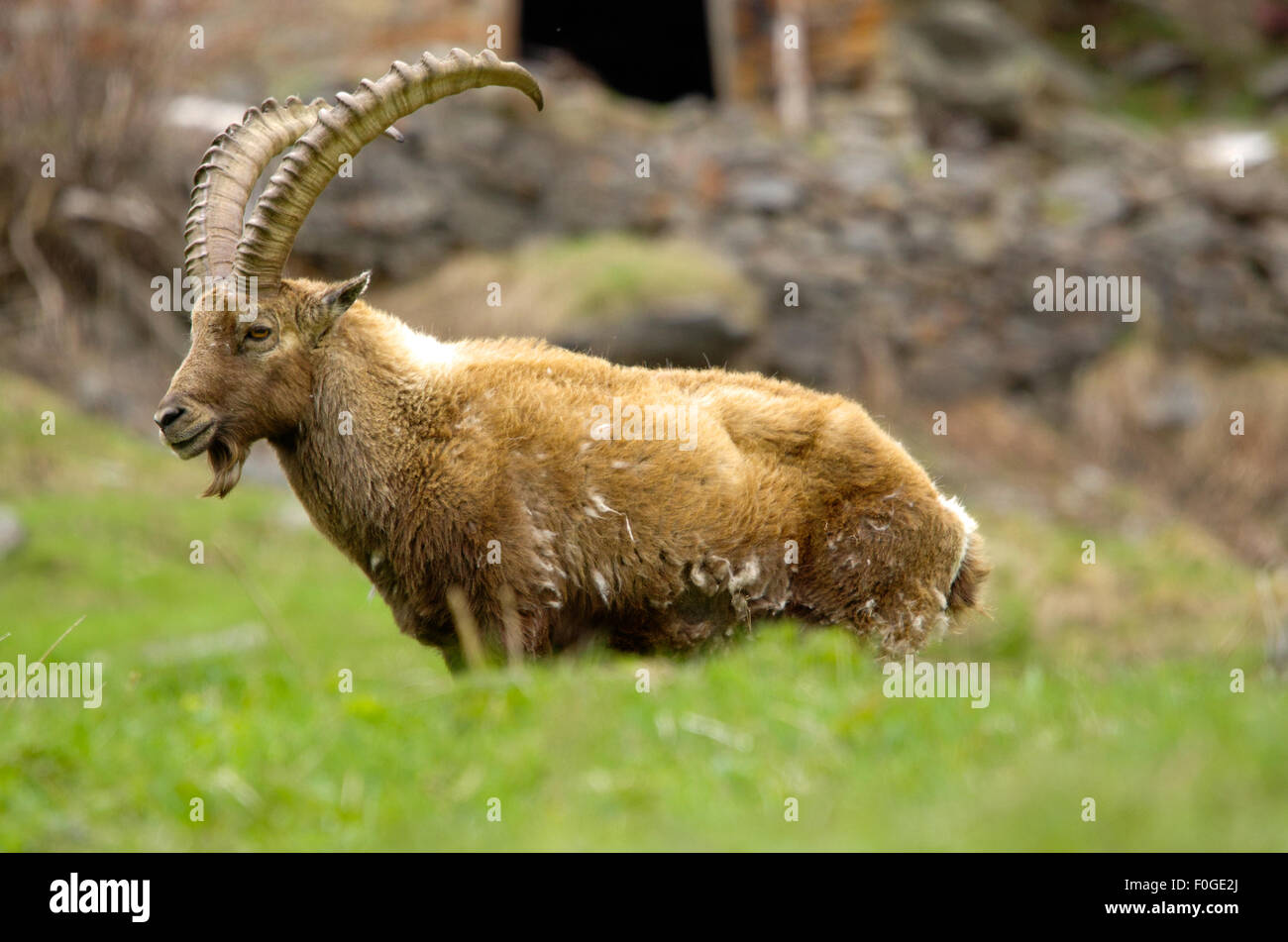 Himalayan Ibex Jumping