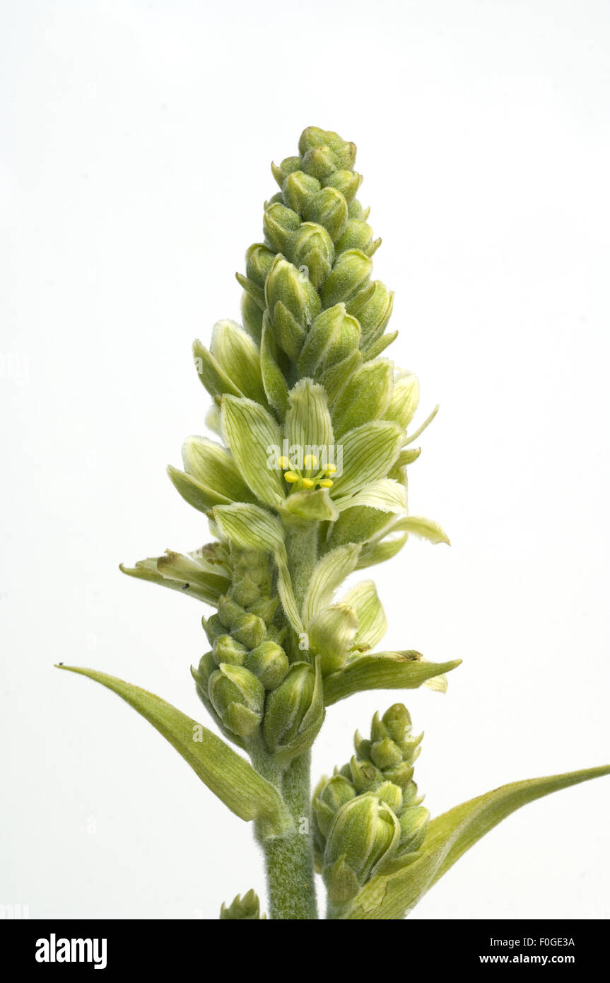 Weisser Germer, Veratrum Album, Giftpflanze Stock Photo - Alamy