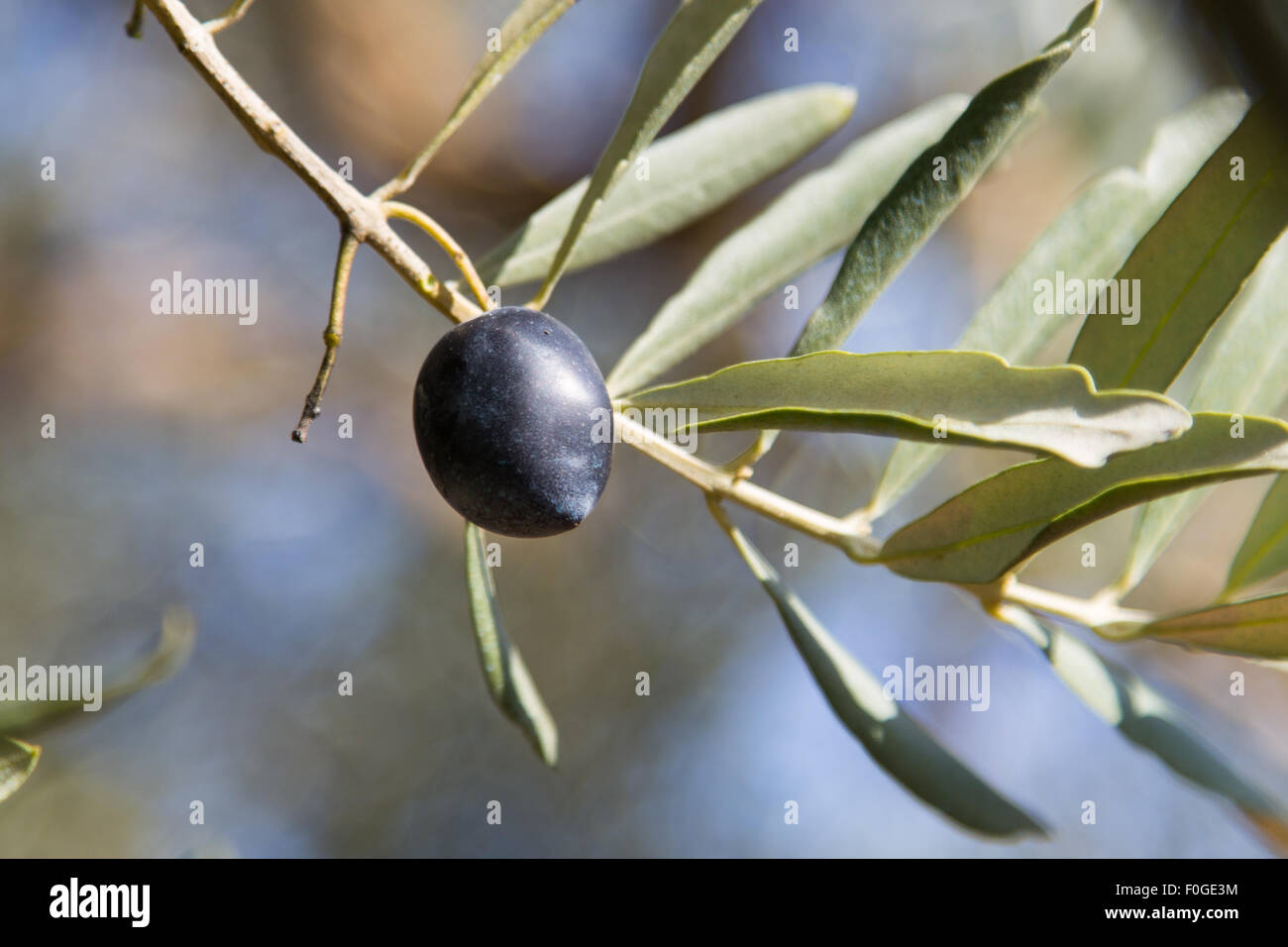 Black ripe olive hi-res stock photography and images - Alamy