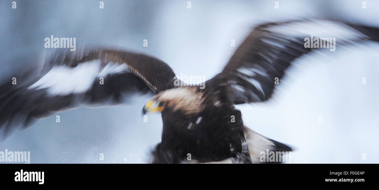 Flapping movement of wings hi-res stock photography and images - Alamy