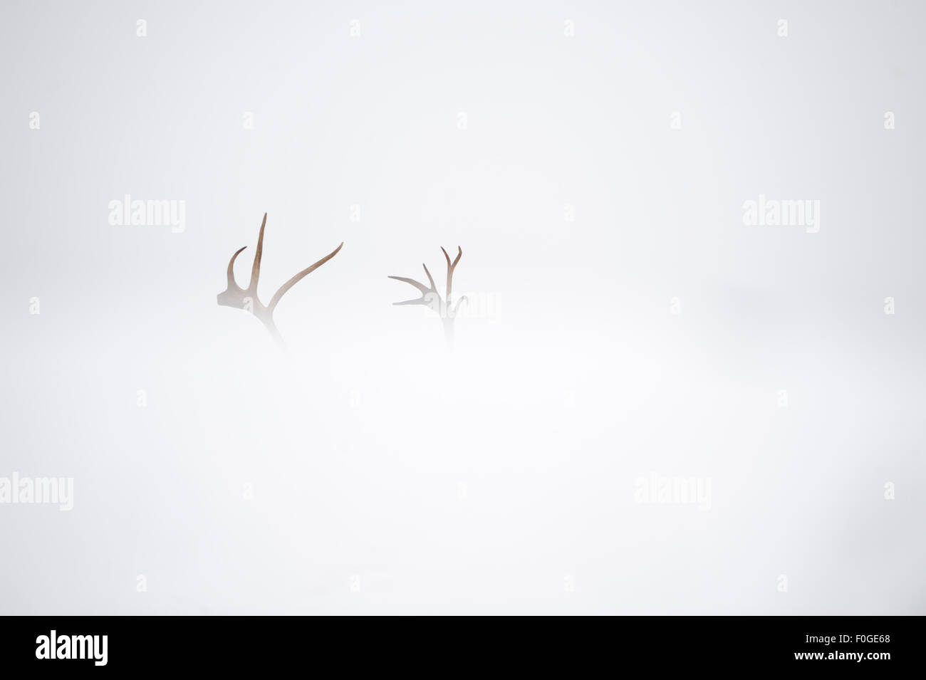 Antlers of wild Reindeer (Rangifer tarandus) in snow and mist ...