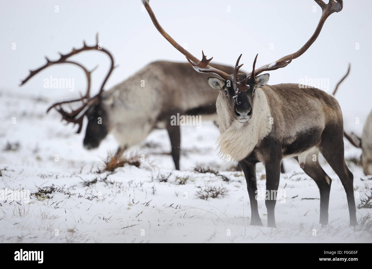 Reindeer (Rangifer tarandus) males from wild herd grazing through snow ...