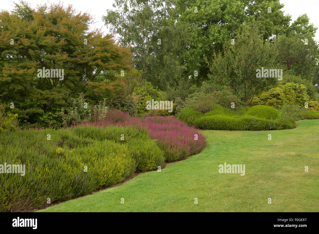 Attractive garden border with multi-colored heathers Stock Photo - Alamy