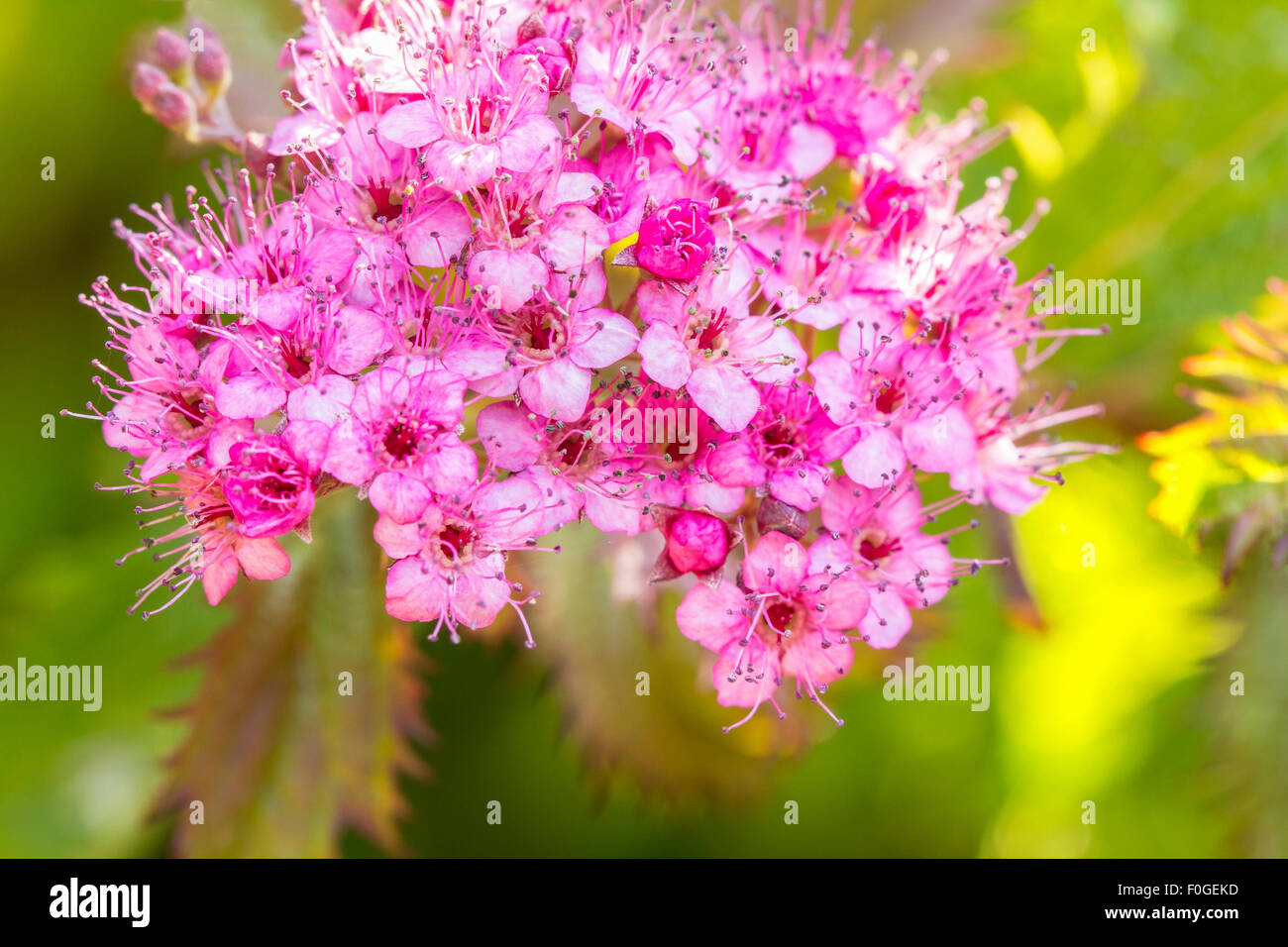 Spirea japonica hi-res stock photography and images - Alamy