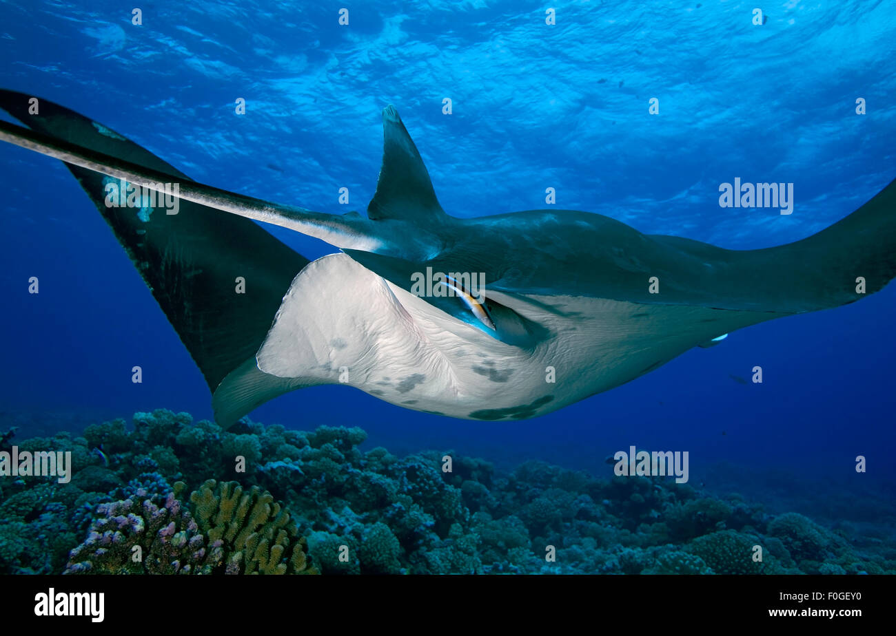 REAR VIEW OF MANTA RAY CLEANNING BY SMALL WRASSE FISH Stock Photo - Alamy