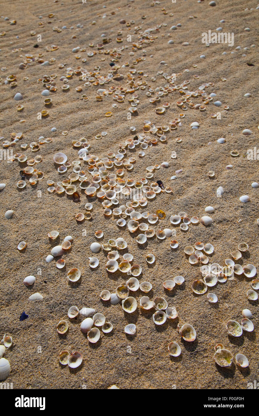 Shells on Luskentyre sand dune system, South Harris, Outer Hebrides ...