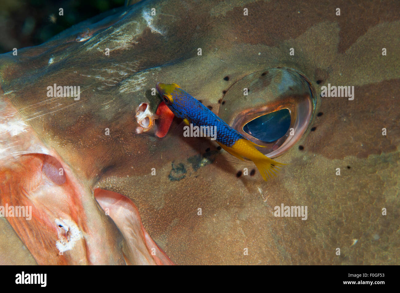 Nassau grouper fish hi-res stock photography and images - Alamy