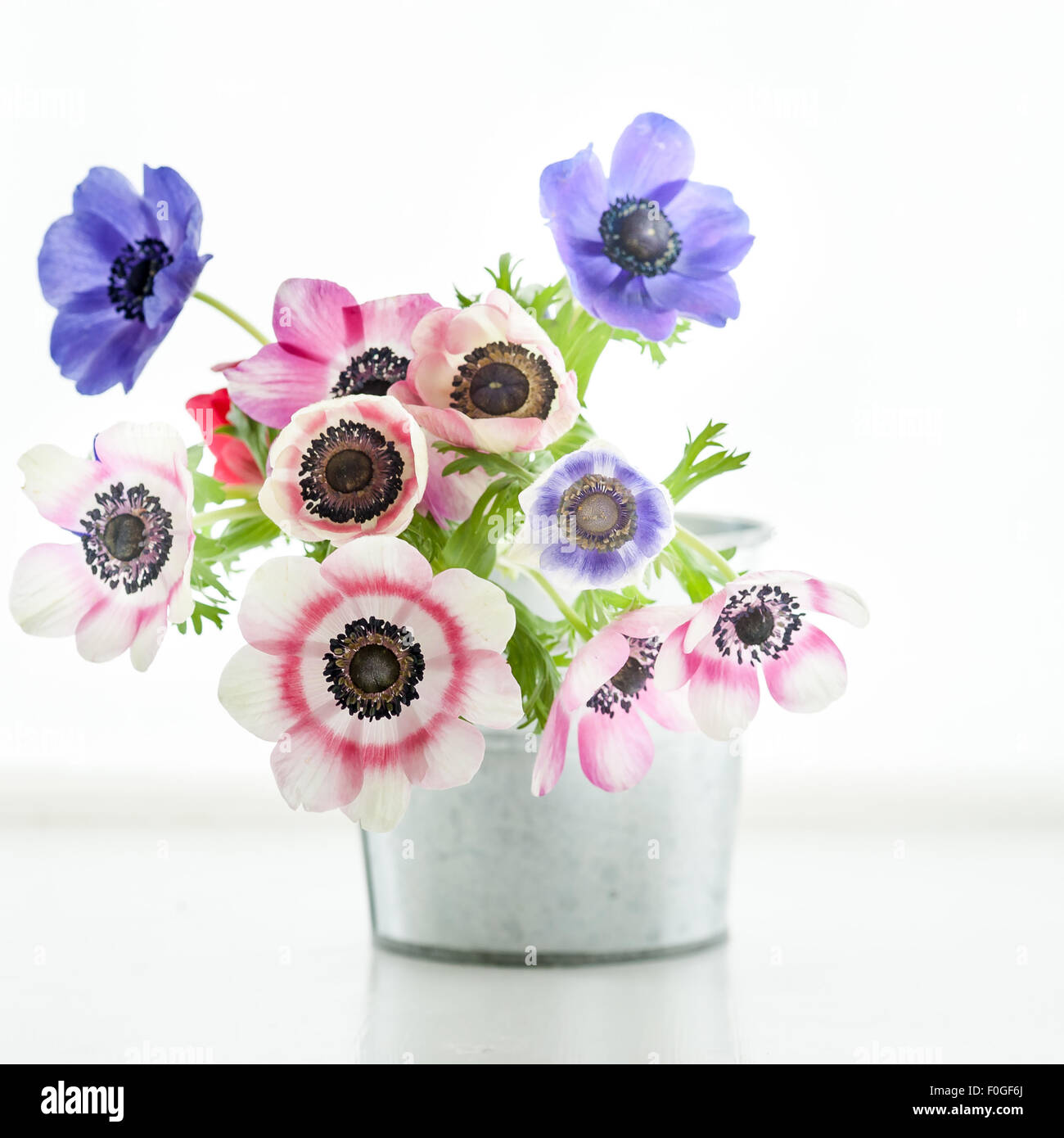 a bunch of anemones in a zinc pot, with back light Stock Photo - Alamy