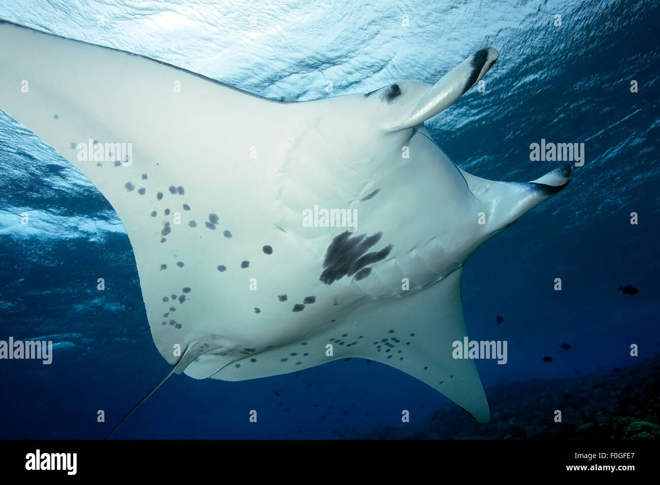 Manta rays close up hi-res stock photography and images - Alamy
