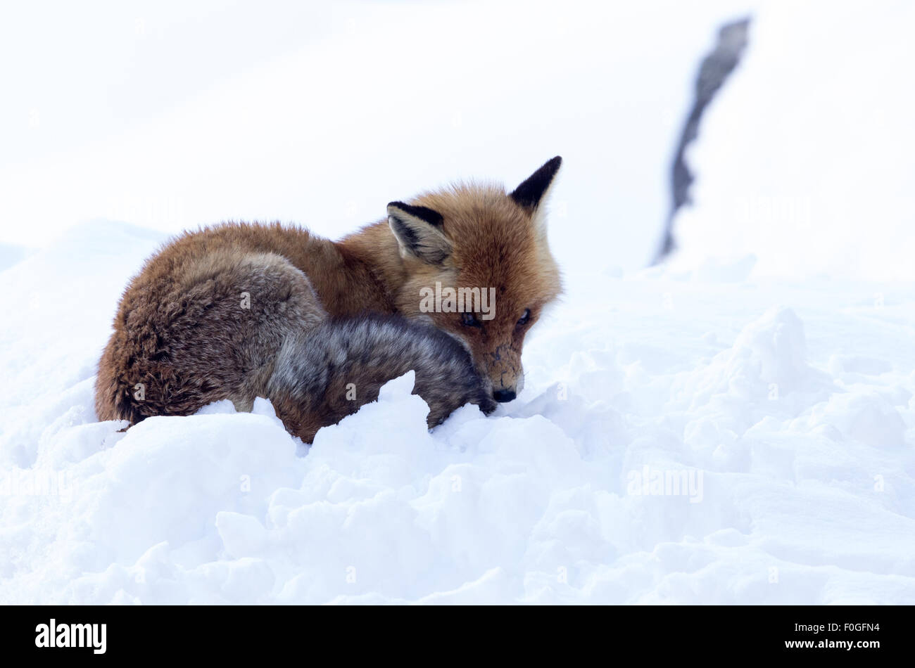 red fox on a snow, white snow, red fox, wolf, mammals, italians alpi ...