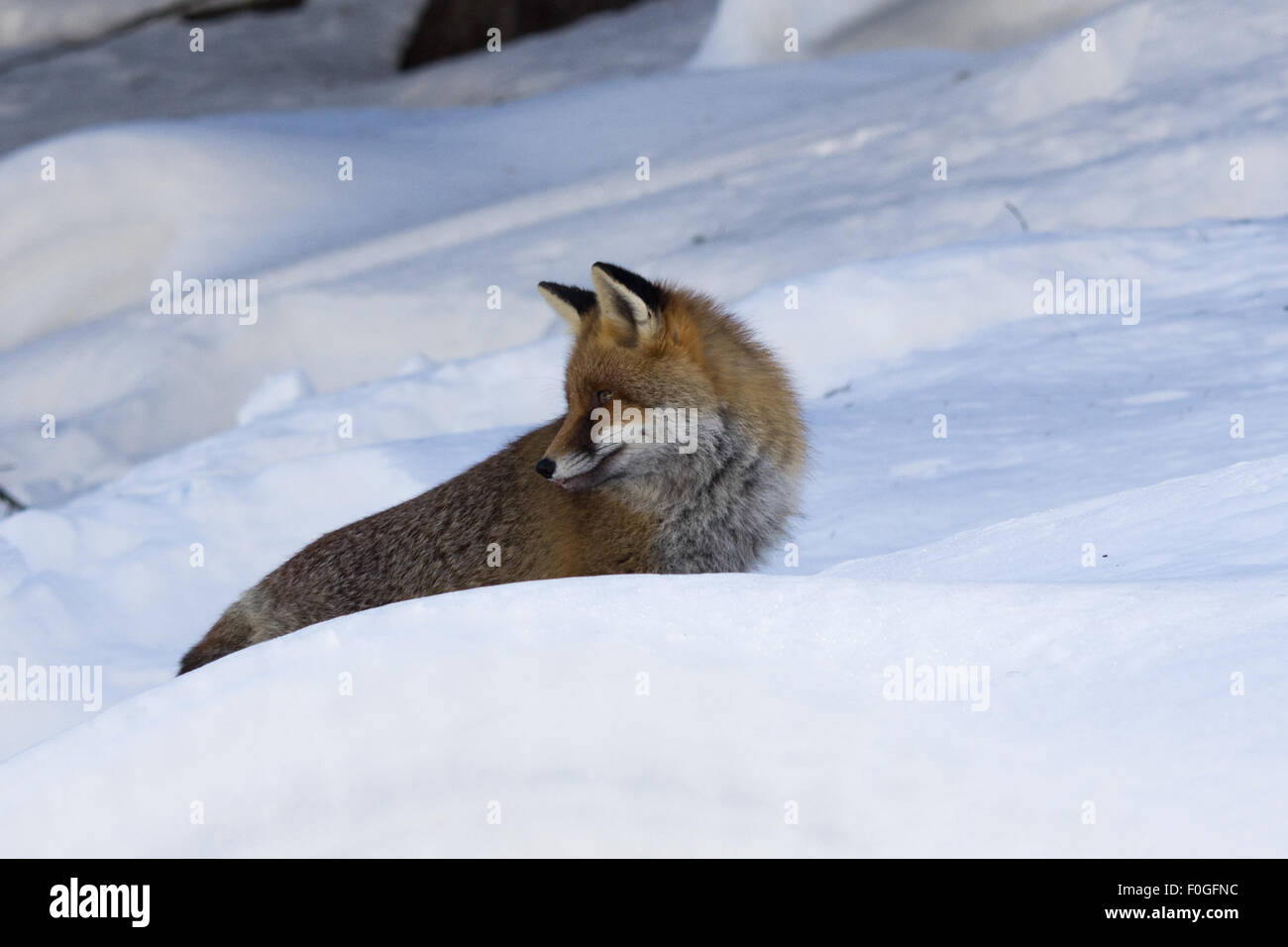 red fox on a snow, white snow, red fox, wolf, mammals, italians alpi ...