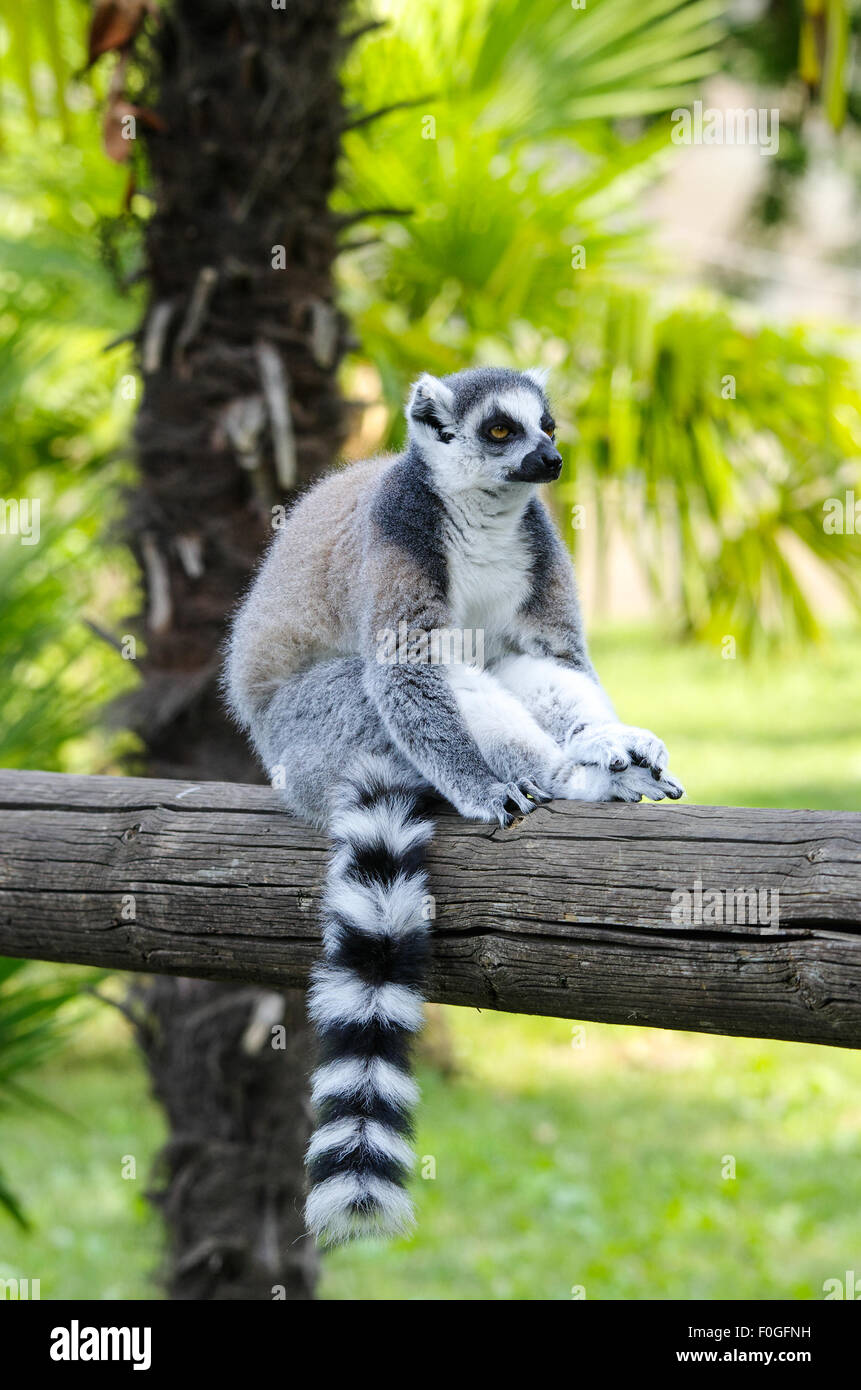 lemur and meercat, african cat in a zoo, play with a ball in a zoo ...