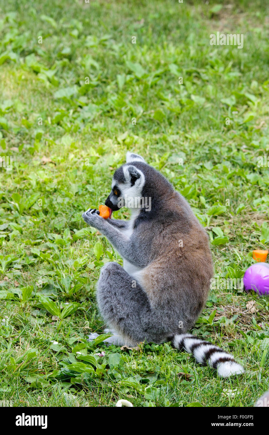 lemur and meercat, african cat in a zoo, play with a ball in a zoo ...