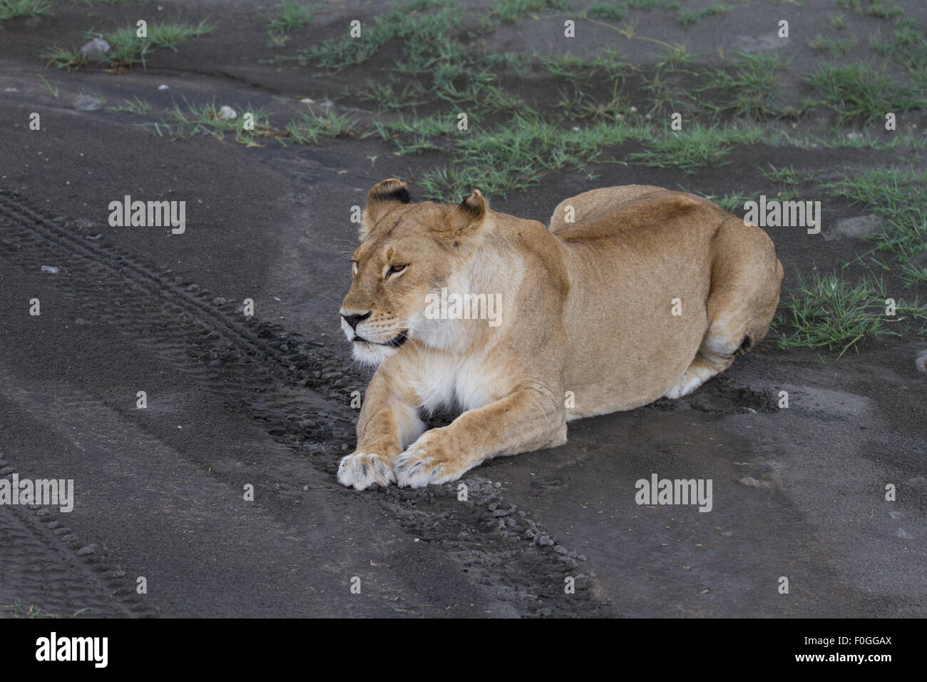 Lioness resting at sunrise Stock Photo - Alamy