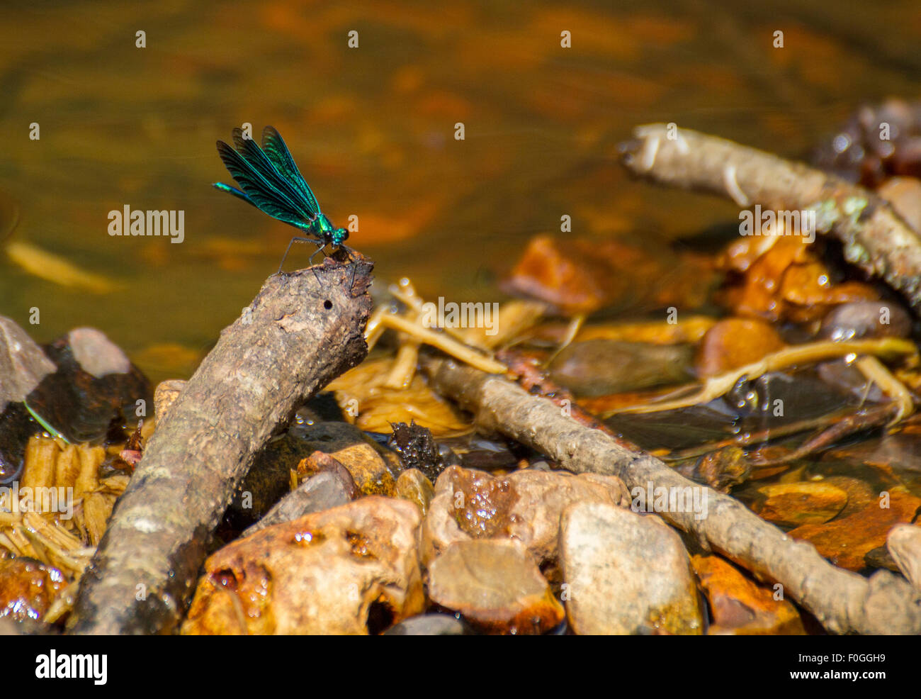 Dragonfly river hi-res stock photography and images - Alamy