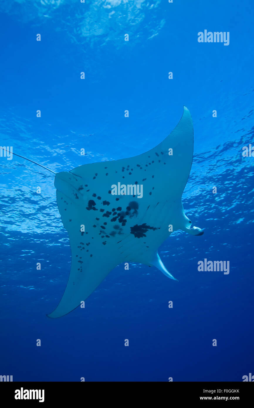 UNDER VIEW OF MANTA RAY SWIMMING ON THE BLUE Stock Photo - Alamy