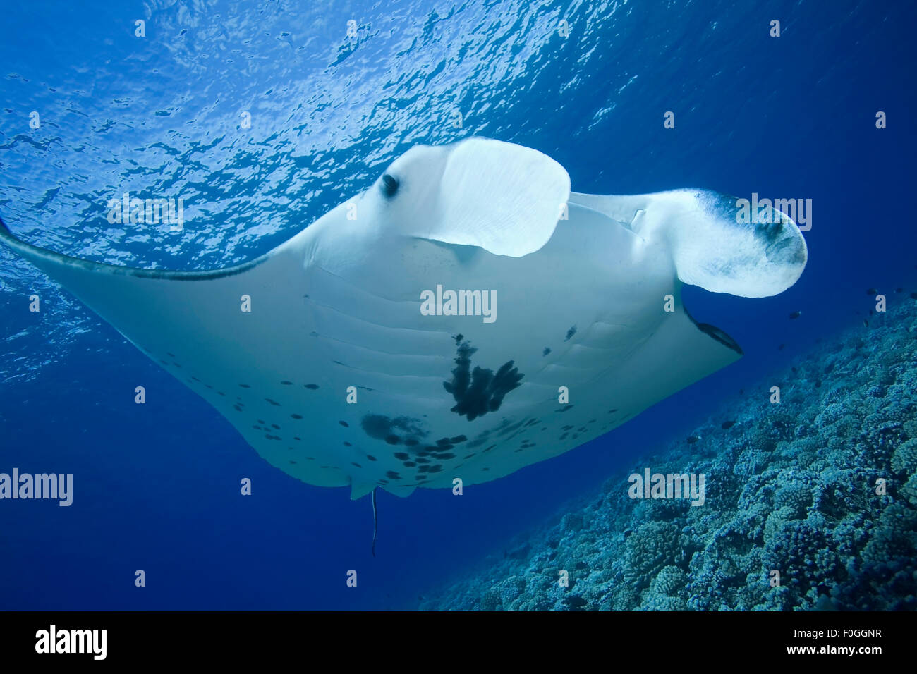 MANTA RAY SWIMMING ON THE BLUE WATER Stock Photo - Alamy