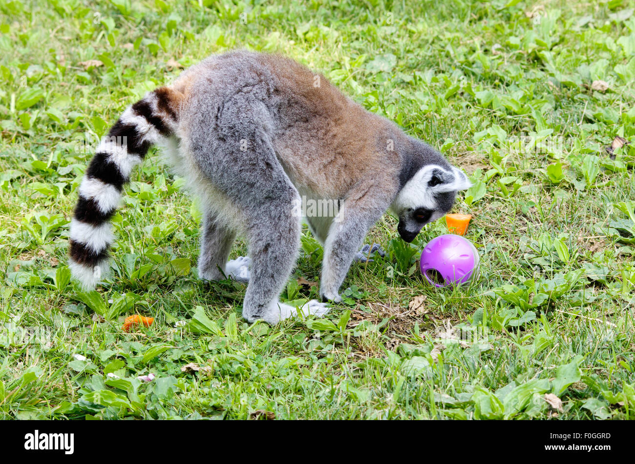 lemur and meercat, african cat in a zoo, play with a ball in a zoo ...