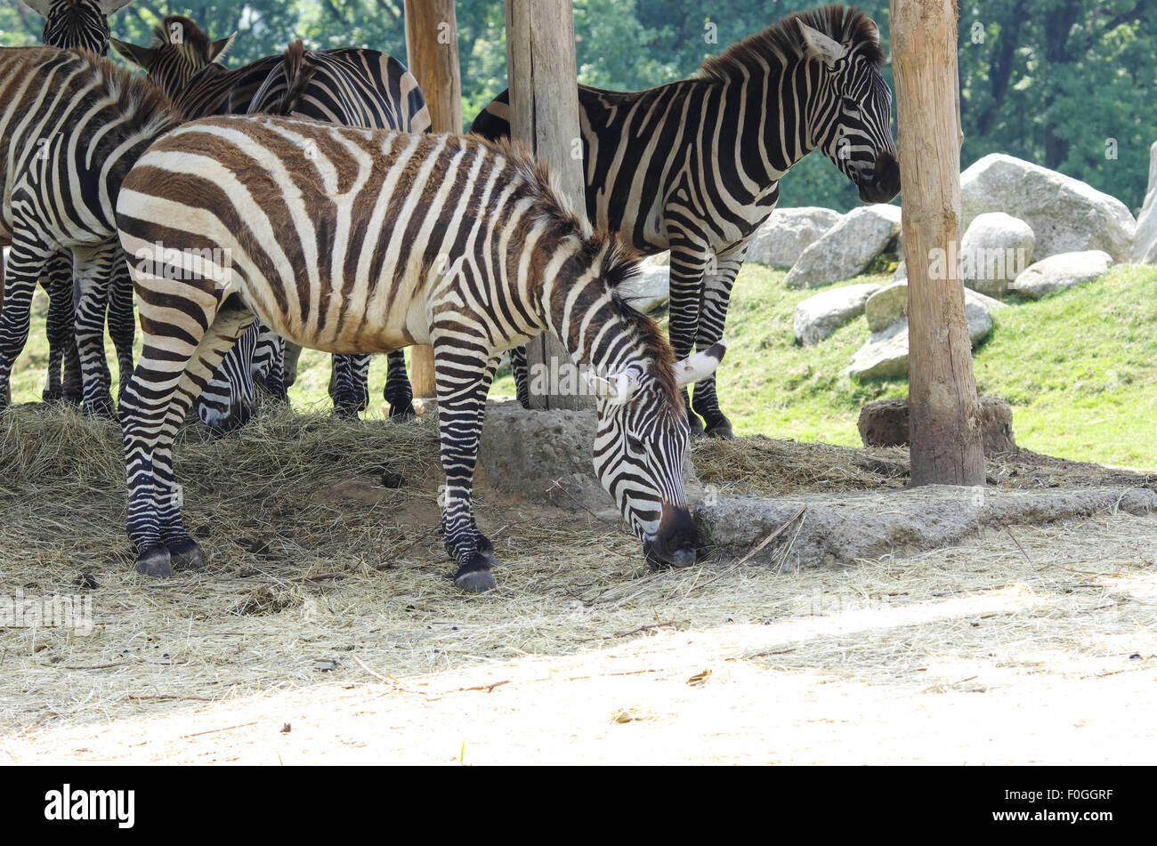 Oasis animal park hi-res stock photography and images - Alamy