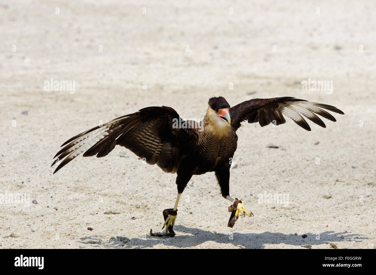 predatory birds of prey in flight Stock Photo - Alamy