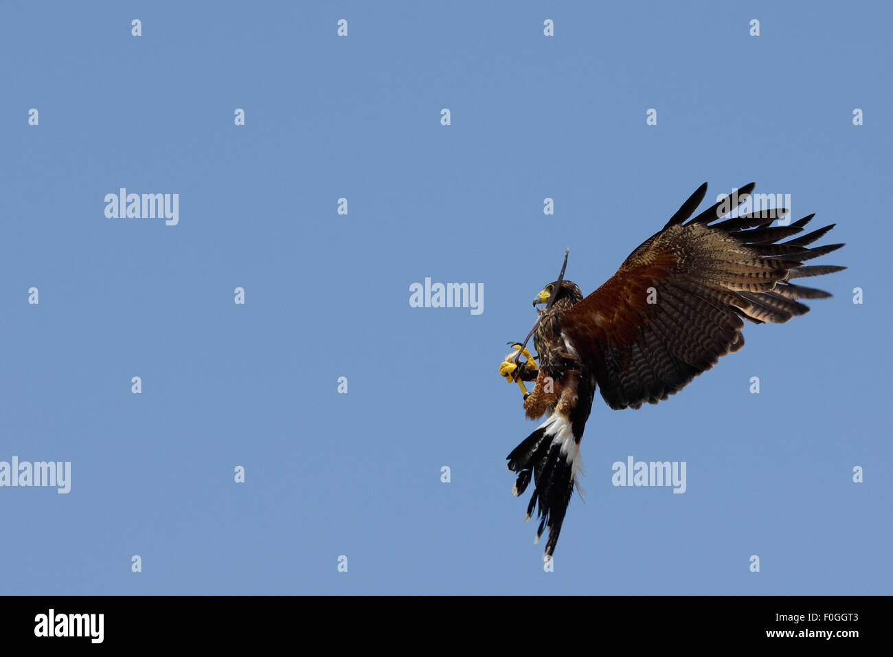 predatory birds of prey in flight Stock Photo - Alamy