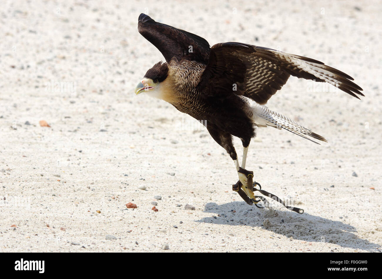predatory birds of prey in flight Stock Photo - Alamy