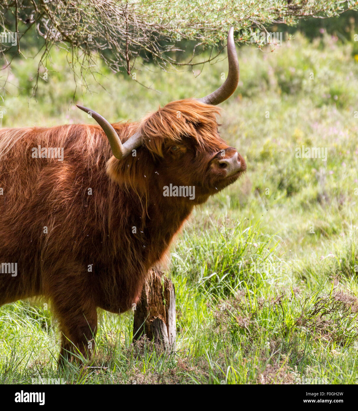 fluffy highland cow having a scratch on an old stump with flies Stock ...