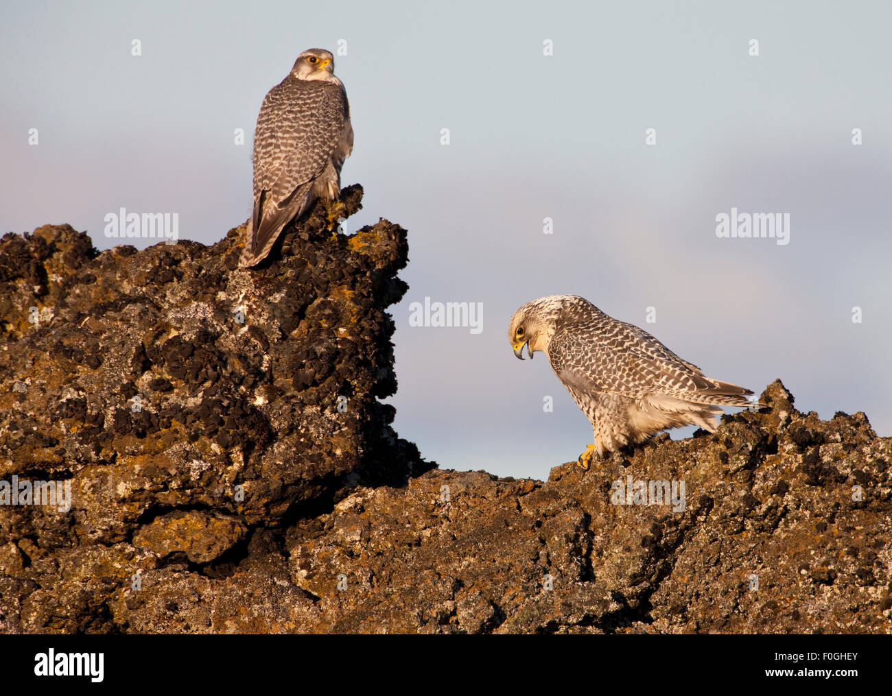 Gyrfalcon falco rusticolus female hi-res stock photography and images ...