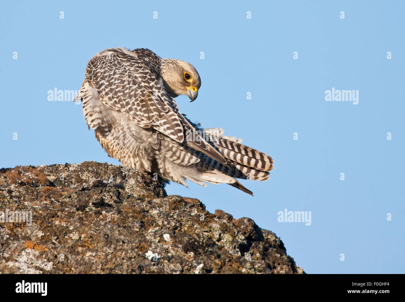 Female Gyrfalcon (Falco rusticolus) on rock, Myvatn, Thingeyjarsyslur ...