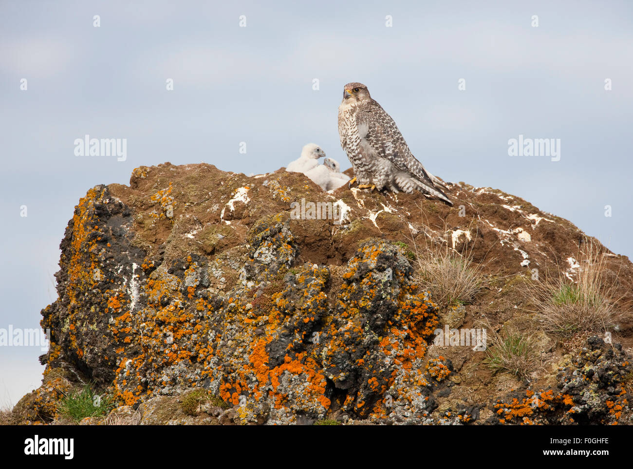 Gyrfalcon (Falco rusticolus) at nest on rock with chicks ...