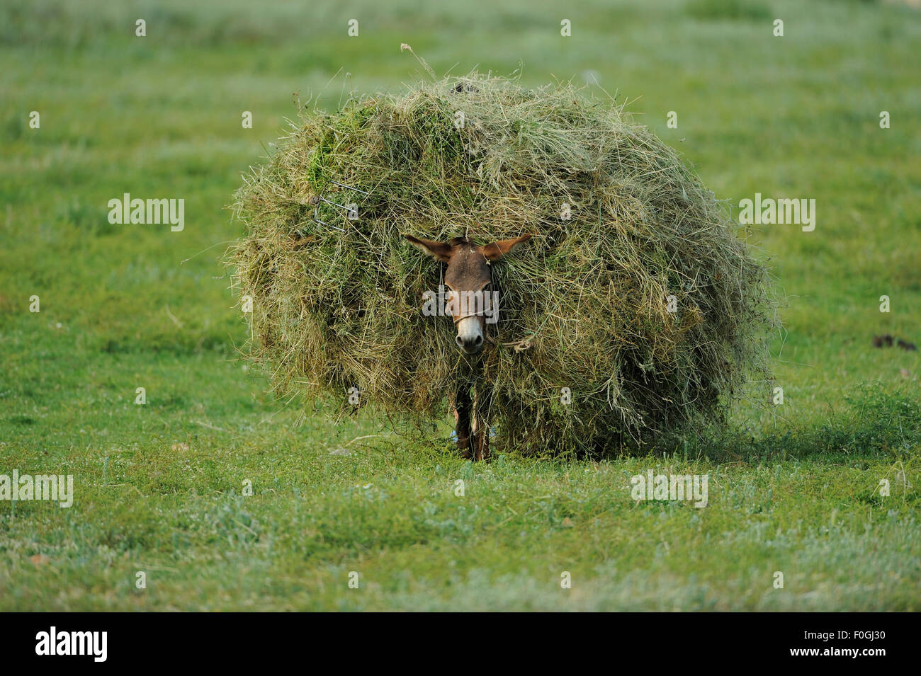 Donkey carrying a large hay load, Lake Prespa National Park, Albania ...