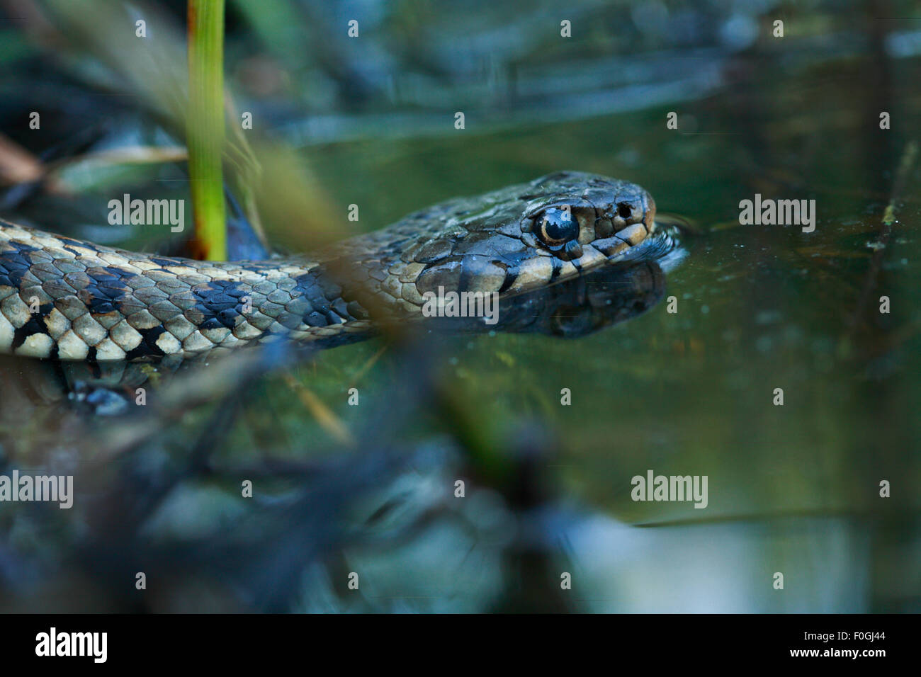 Grass snake (Natrix natrix) in water, The Peloponnese, Greece, May 2009 ...