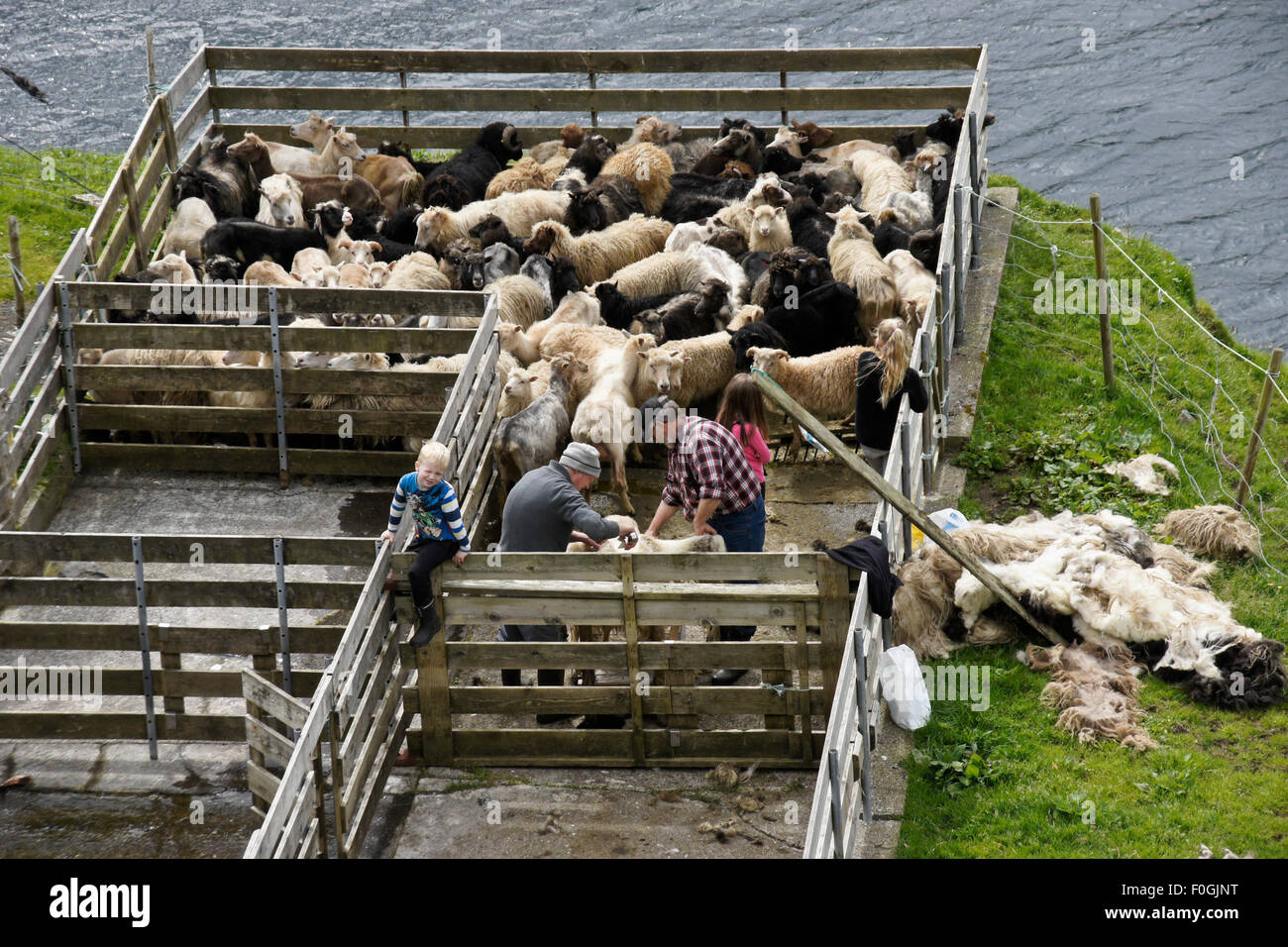 Men shearing Faroese sheep in corral, Kunoy, Faroe Islands Stock Photo ...