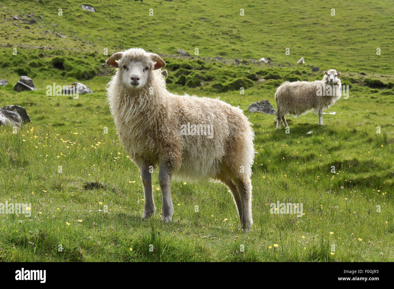 Faroese sheep, Vagar Island, Faroe Islands Stock Photo - Alamy