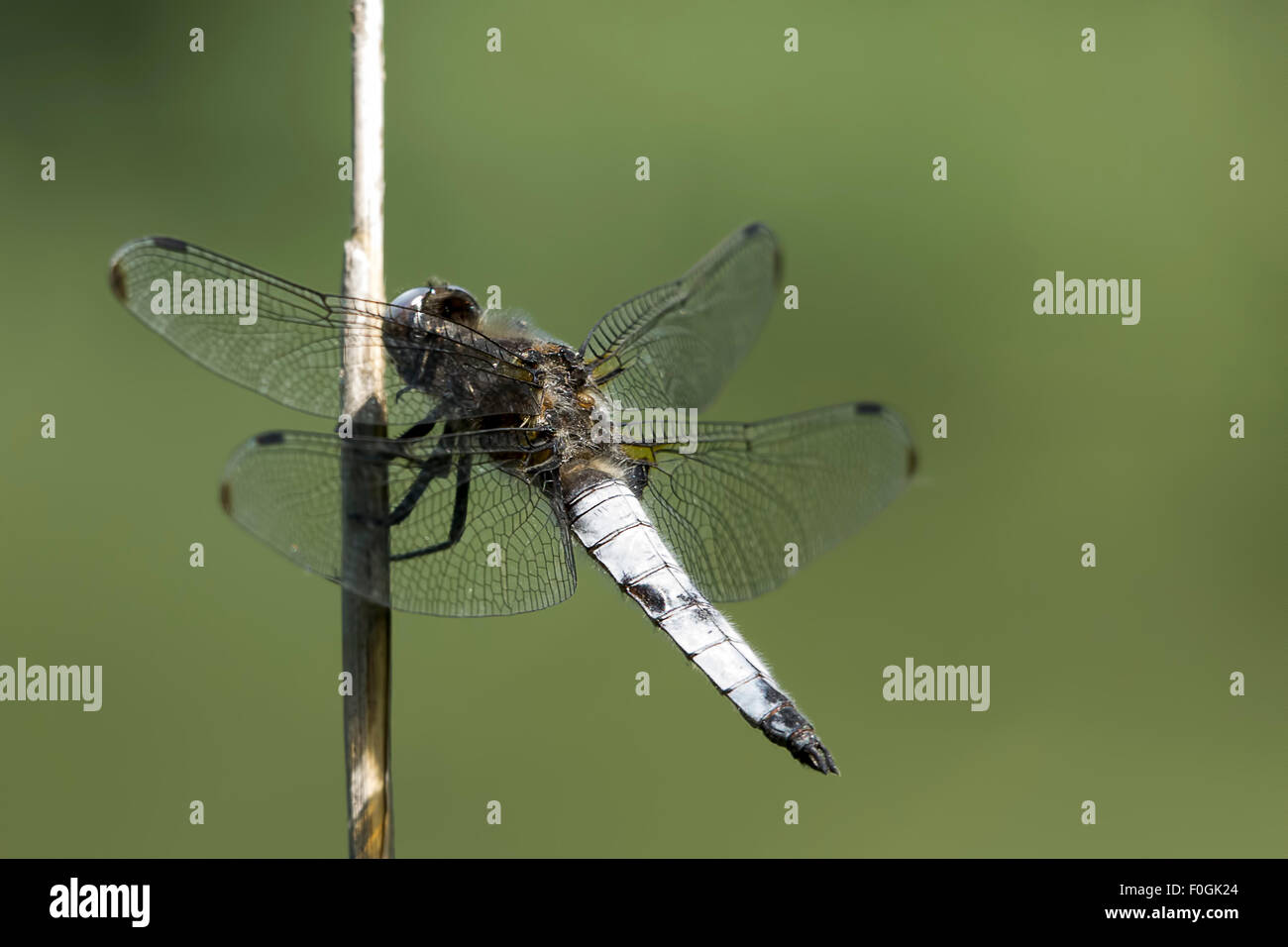 Closeup of dragonfly, yellow dragonfly macro, dragonfly eating a bug ...