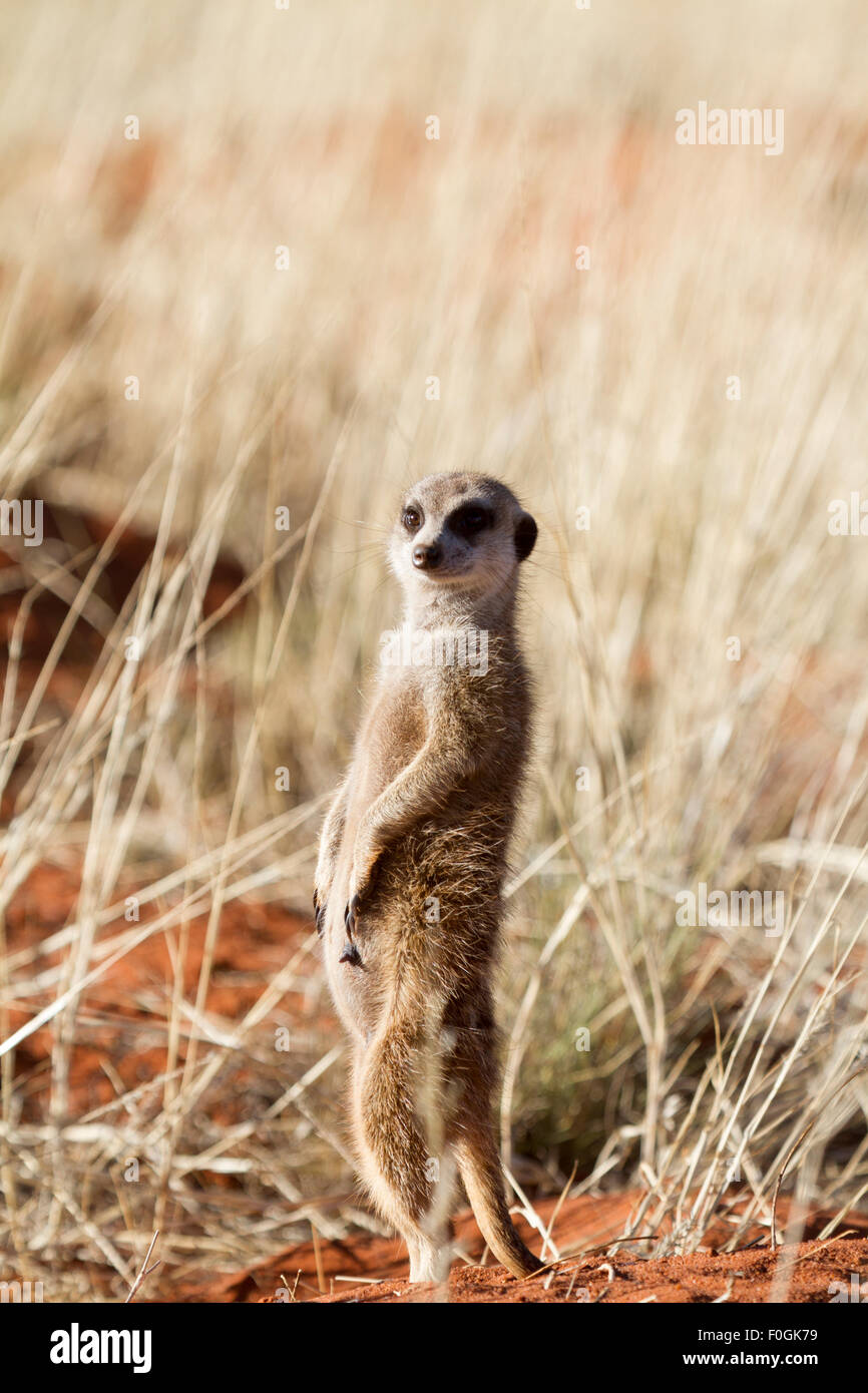 Meerkat in the Green Kalahari, South Africa Stock Photo - Alamy