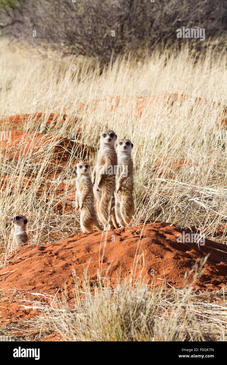 Three Meerkats in the Green Kalahari, South Africa Stock Photo - Alamy