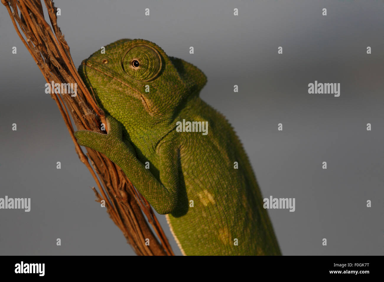 Juvenile African chameleon (Chamaeleo africanus) portrait, Southern The ...