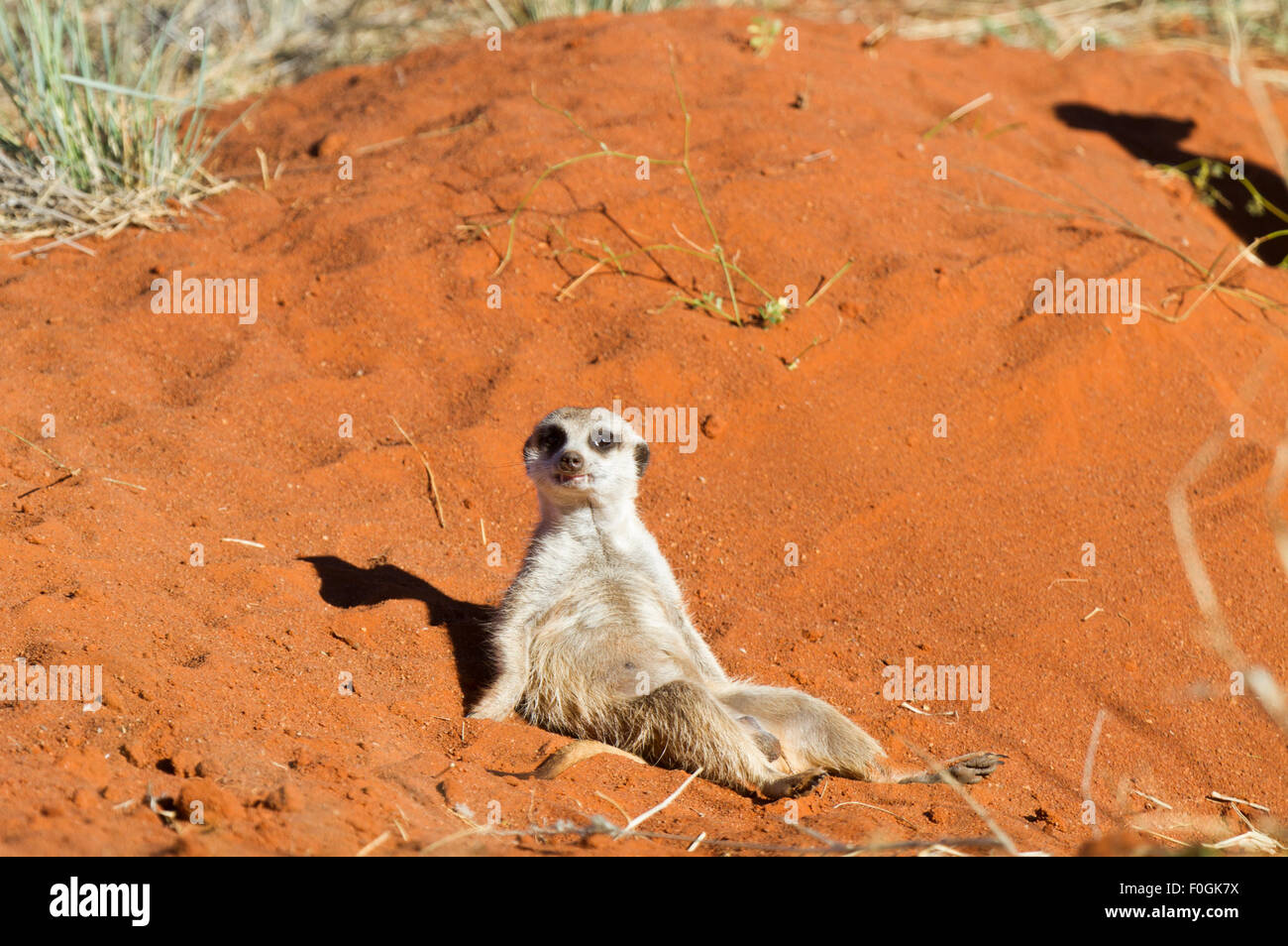Meerkat relaxing and grooming in the Green Kalahari, South Africa Stock ...