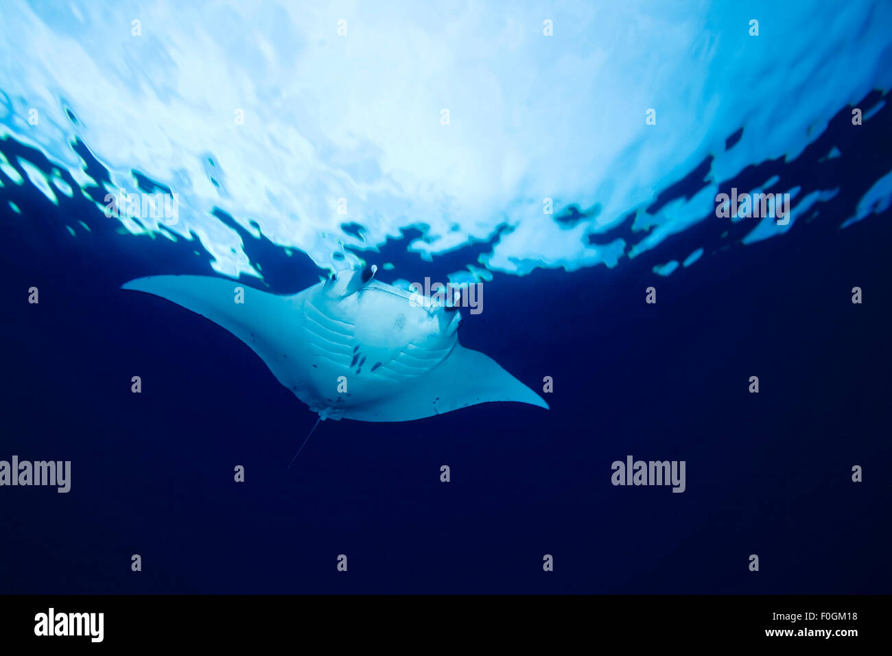 UNDER VIEW OF MANTA RAY SWIMMING CLOSE TO SURFACE Stock Photo - Alamy