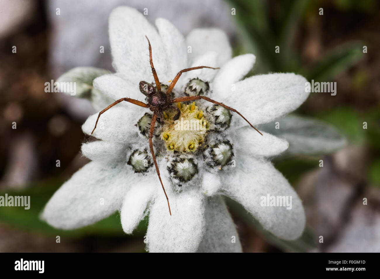 Spider with three legs missing on Edelweiss (Leontopodium alpinum ...