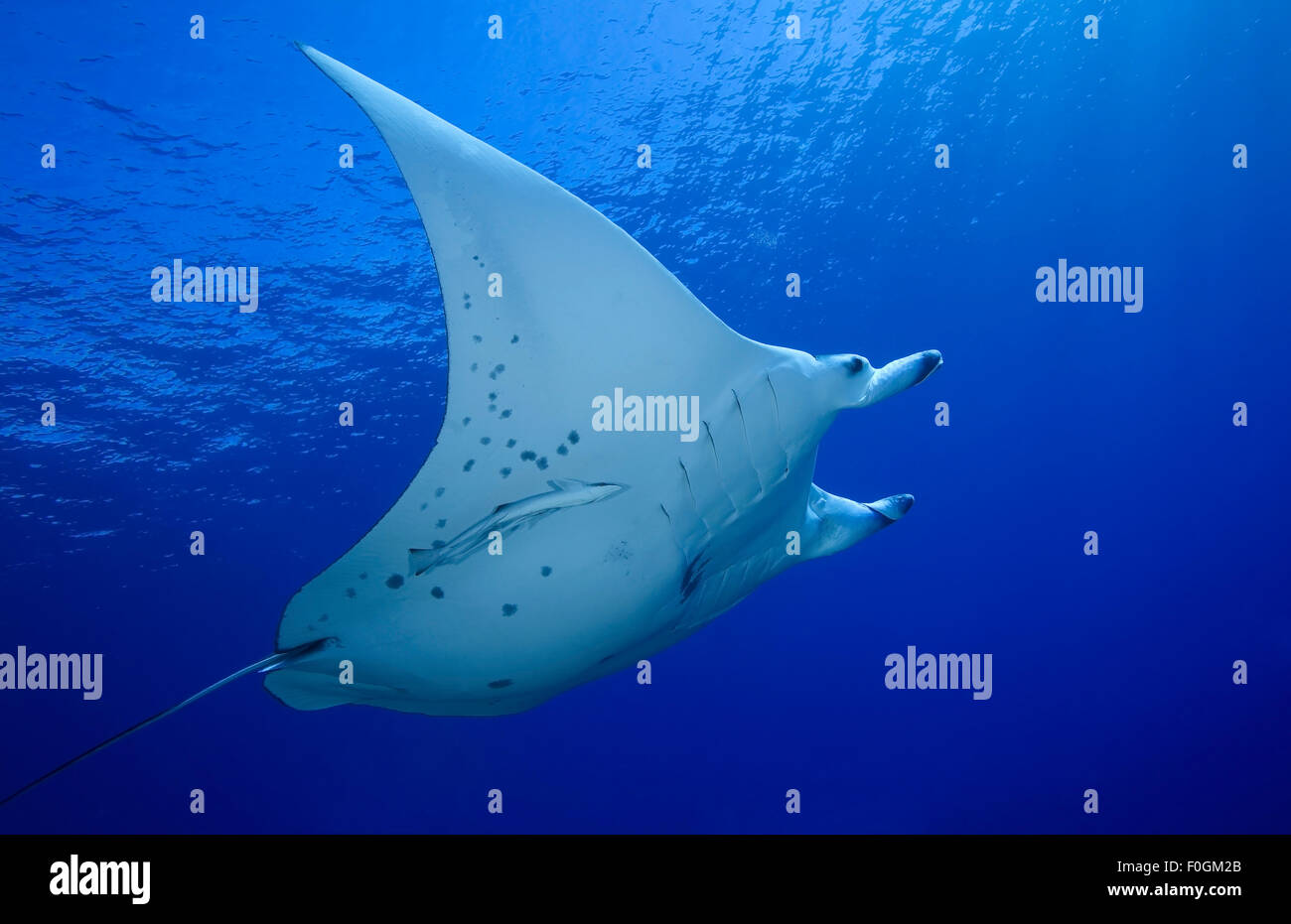 MANTA RAY SWIMMING ON BLUE WATER CLOSE TO SURFACE Stock Photo - Alamy