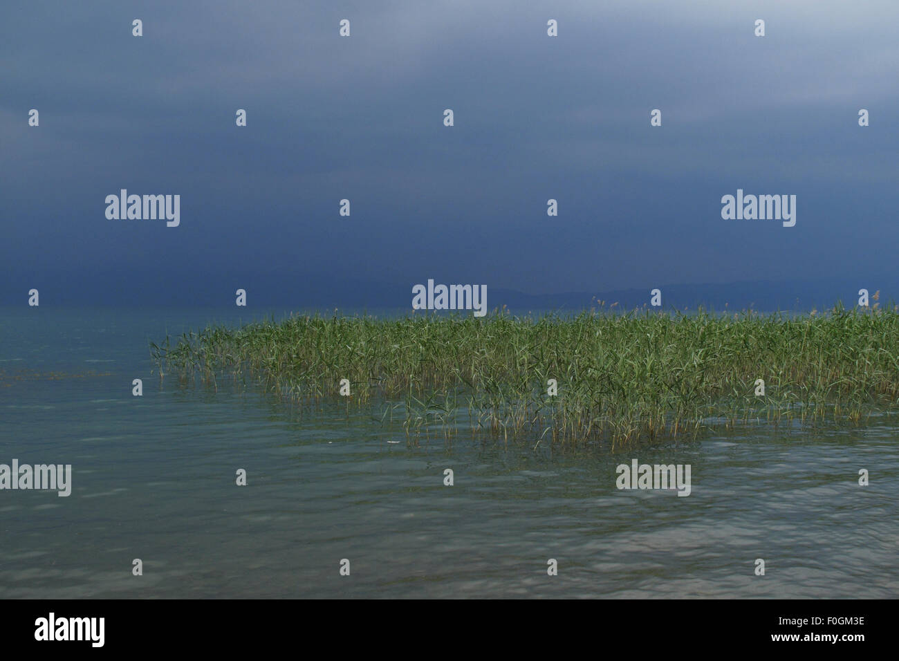 Giant reeds (Arundo donax) in Lake Ohrid, Lagadin region, Galicica ...